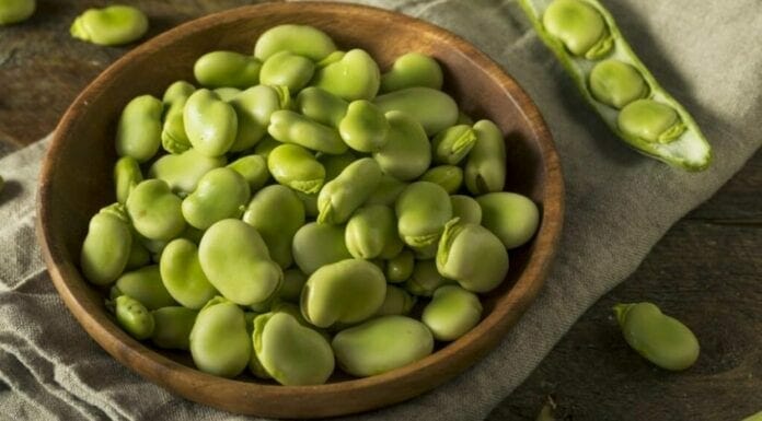 Les bienfaits de la fève pour l'immunité (infographie) | Aujourdhui.com