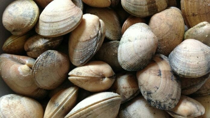 Top 10 : Notre liste des fruits de mer exceptionnels